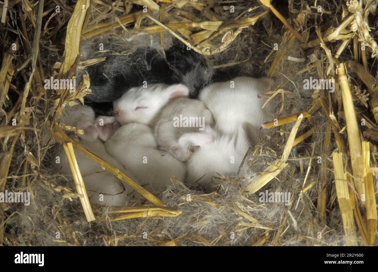 Domestic rabbit, newborn kittens in nest Stock Photo - Alamy