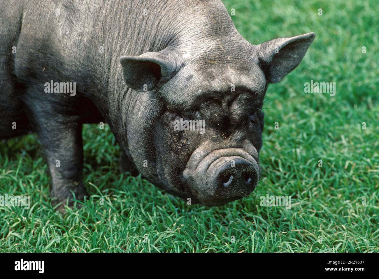 Vietnamese pot-bellied pig Stock Photo - Alamy