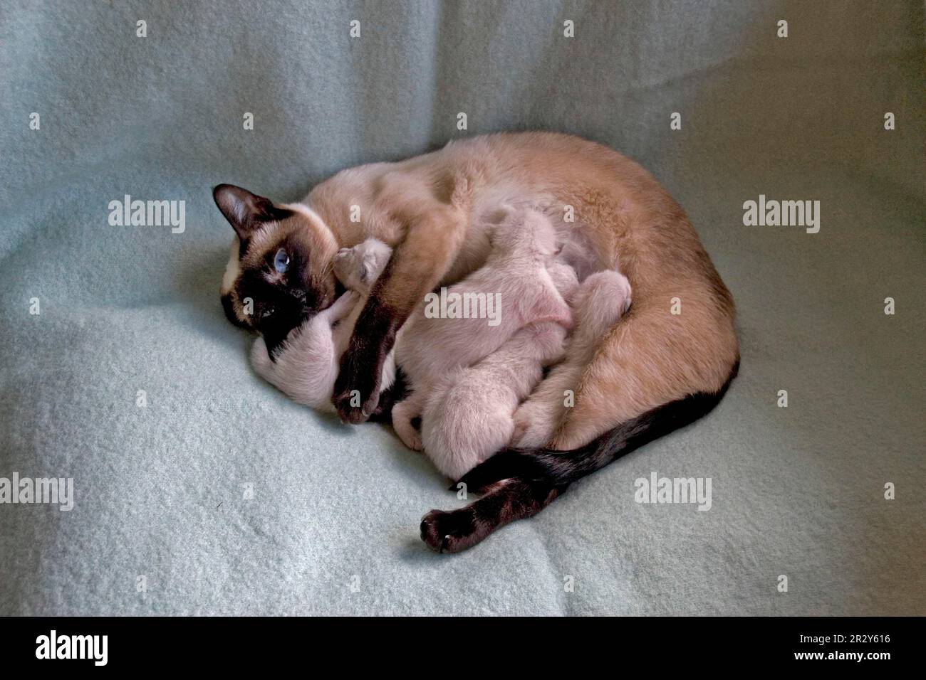 Siamese cat suckling kittens, 1 week Stock Photo - Alamy