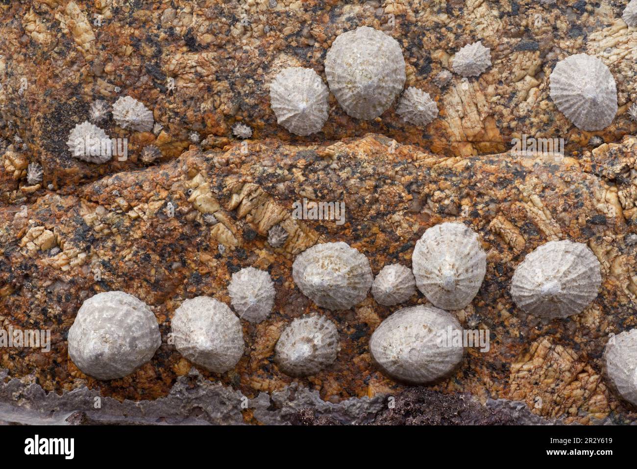 Common Limpet (Patella vulgata) adults and juveniles, group attached to granite rock, Sennen ...