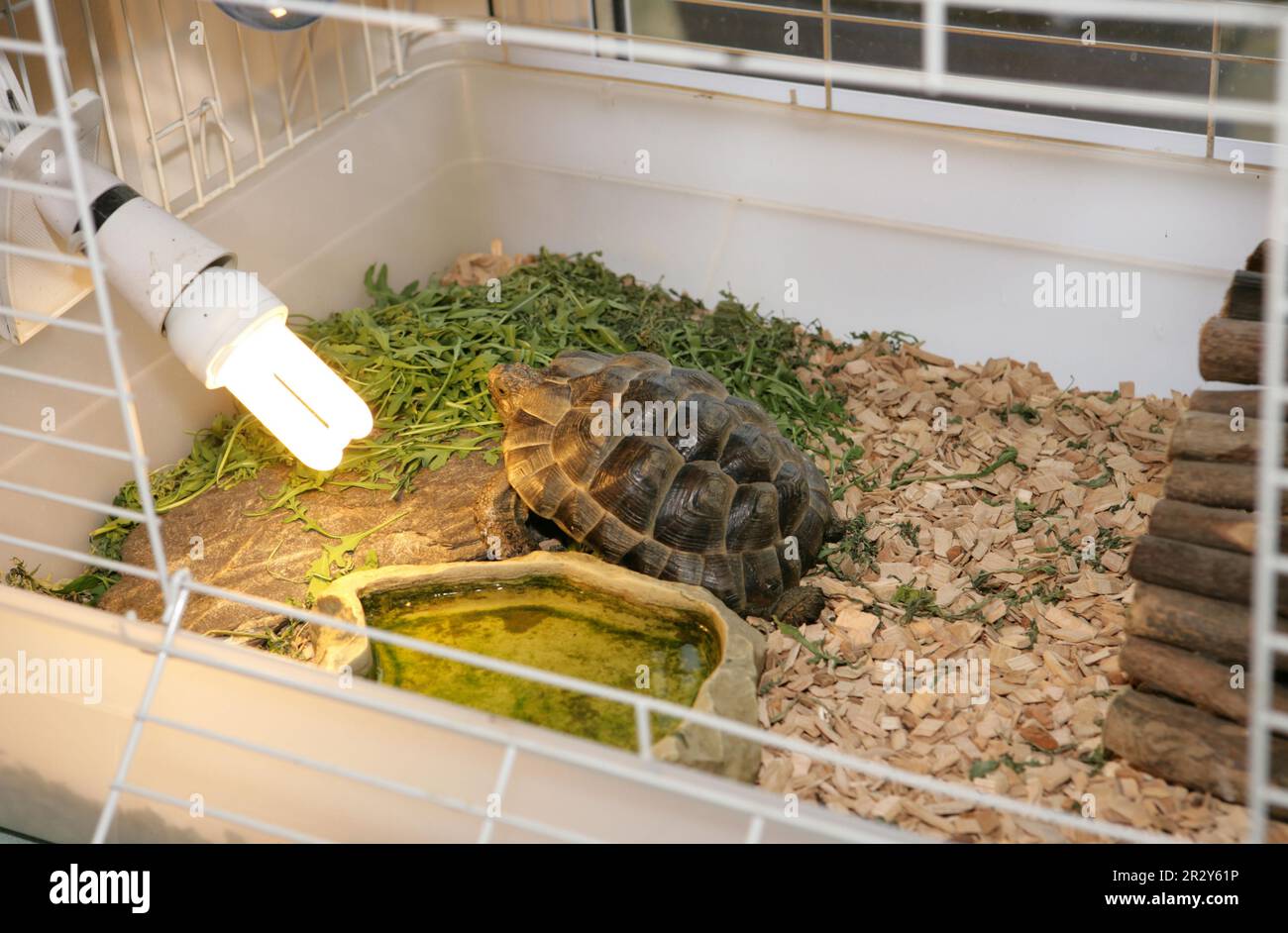 Hermann's hermann's tortoise (Testudo hermanni) adult, sunbathing with ...