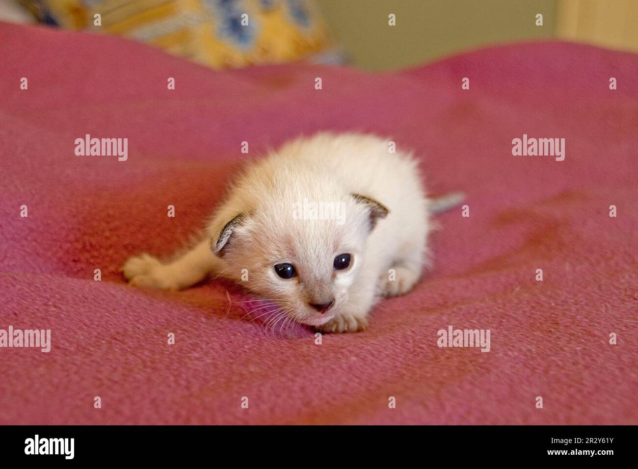 Two young siamese kittens hi-res stock photography and images - Alamy