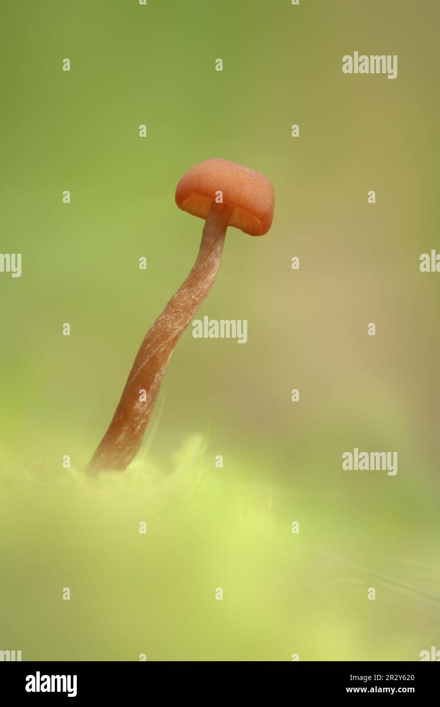 Carvers rocks hi-res stock photography and images - Alamy