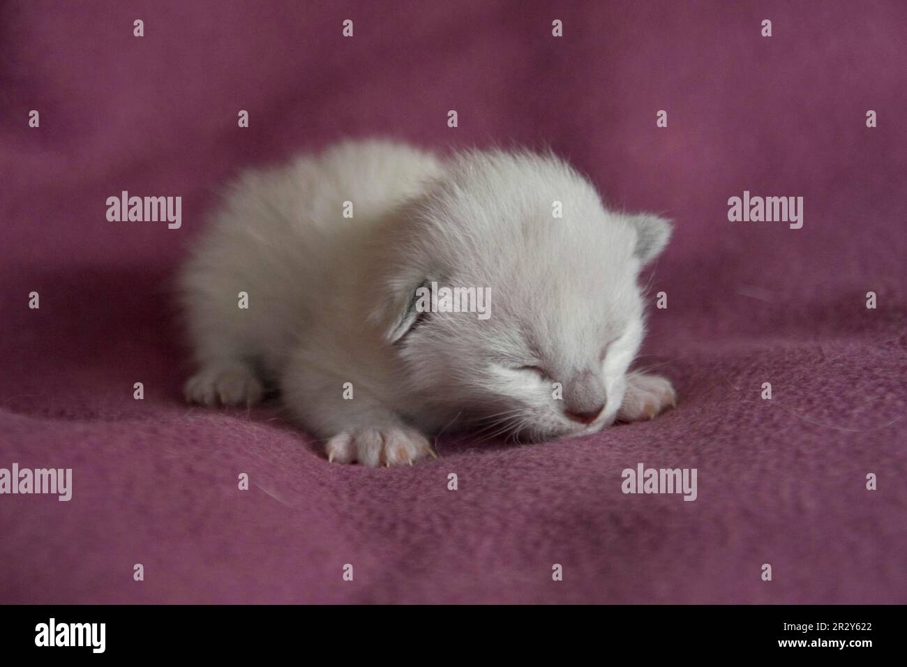 Siamese cats hi-res stock photography and images - Alamy