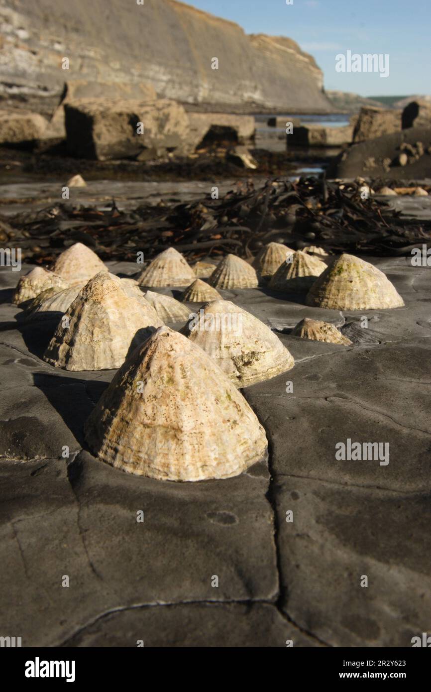Common common limpet (Patella vulgata), adult, attached to rock at low ...