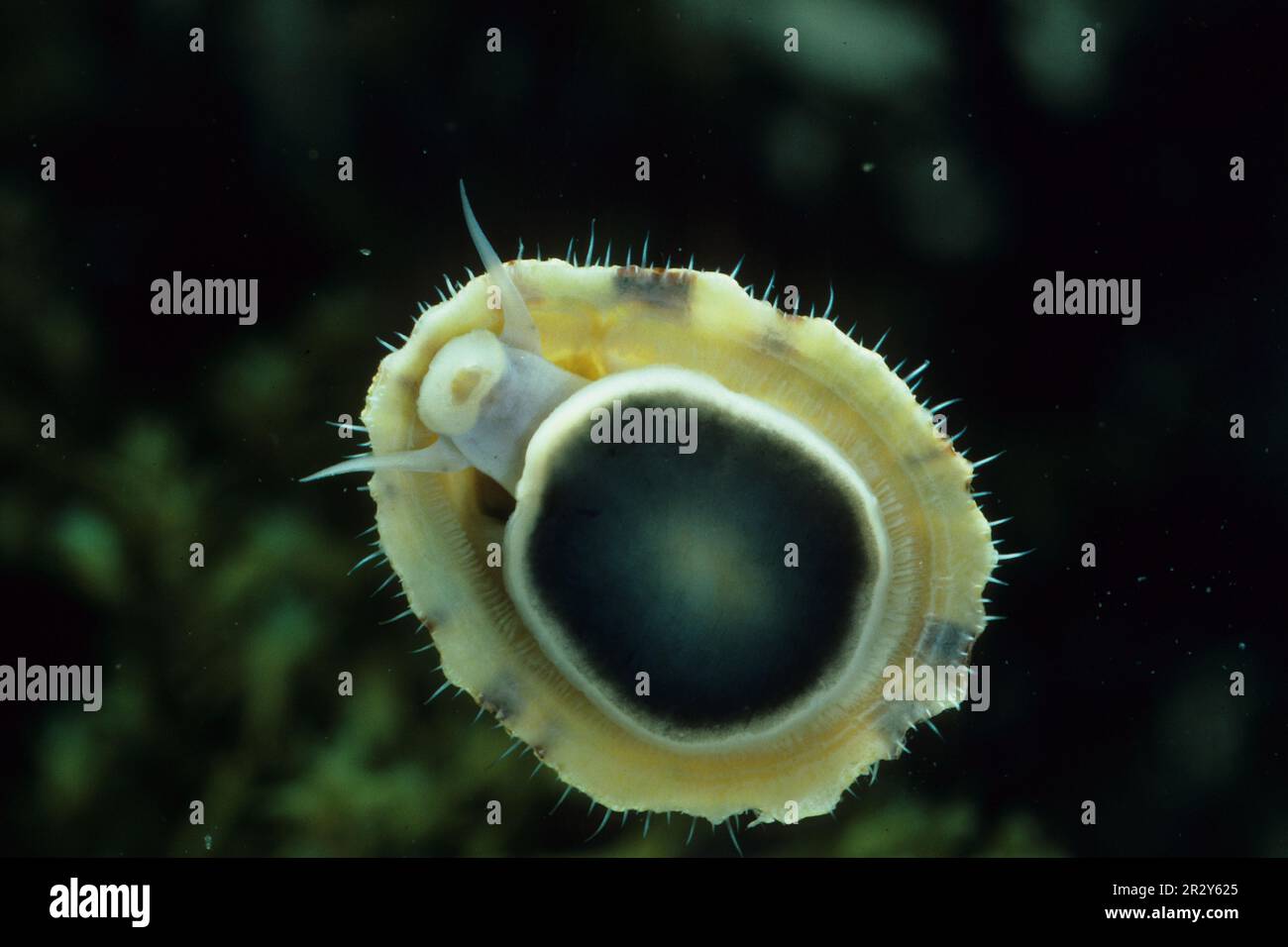 Limpet underwater hi-res stock photography and images - Alamy