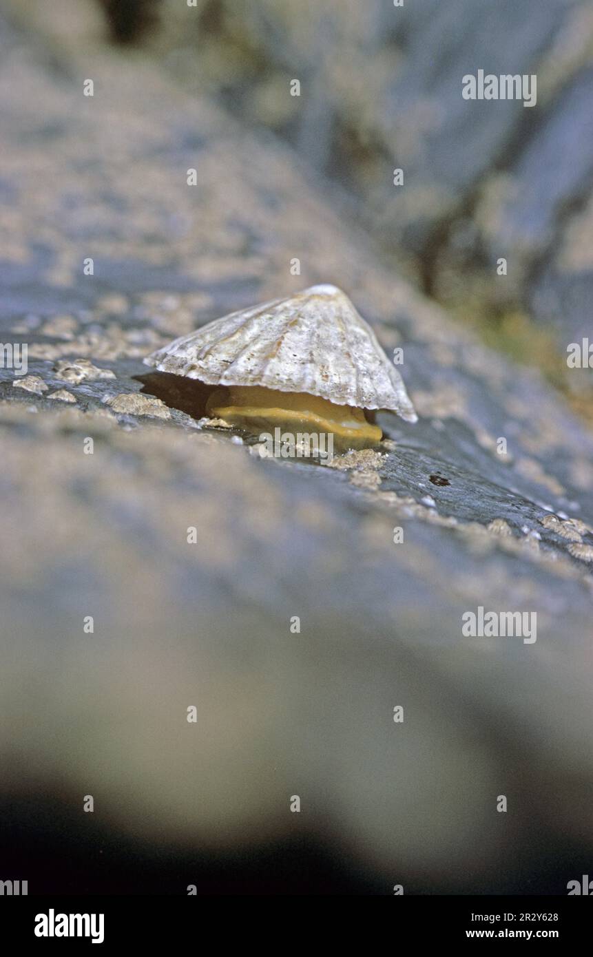 Common common limpet (Patella vulgata), adult, lifting shell on sun ...