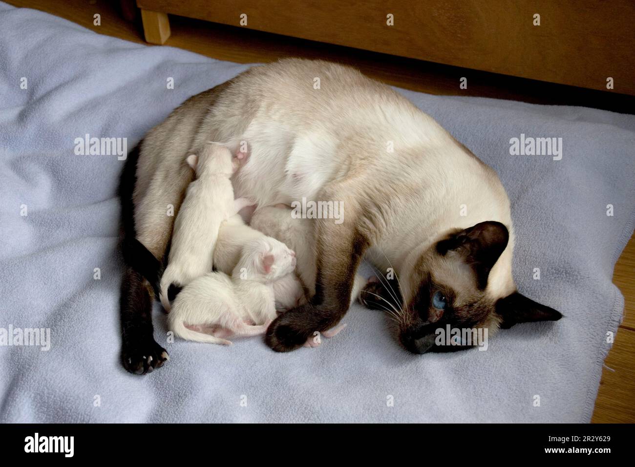 Domestic cat, Siamese, newborn kittens suckling from mother Stock Photo ...