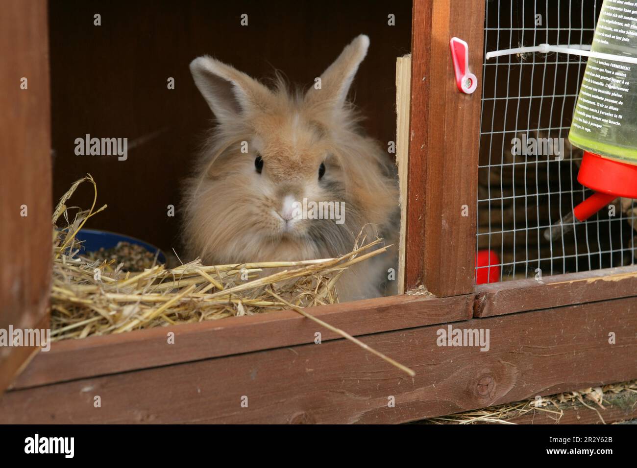 Lions head rabbit hi-res stock photography and images - Alamy