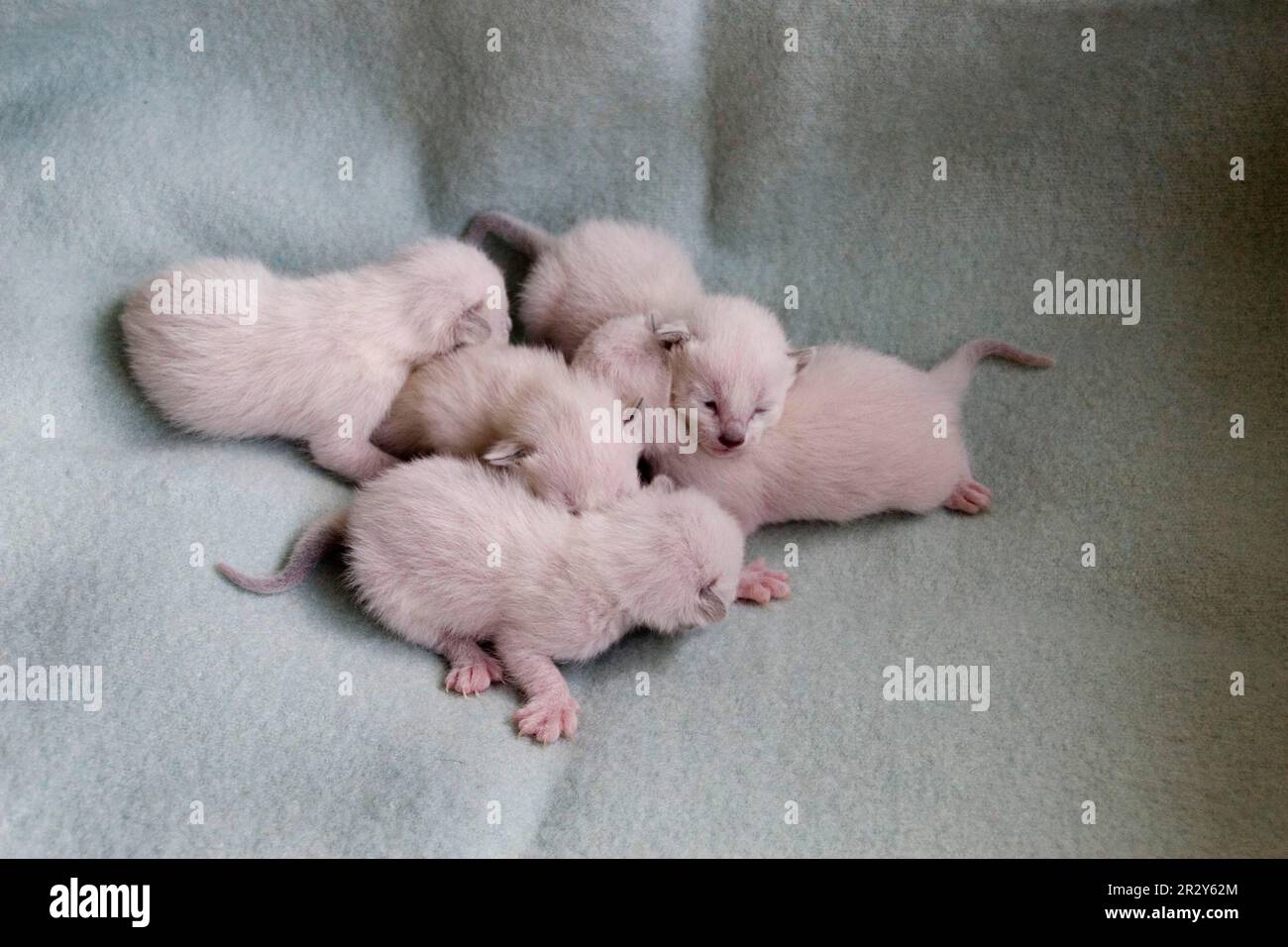 Siamese cats, kittens, 1 week Stock Photo - Alamy