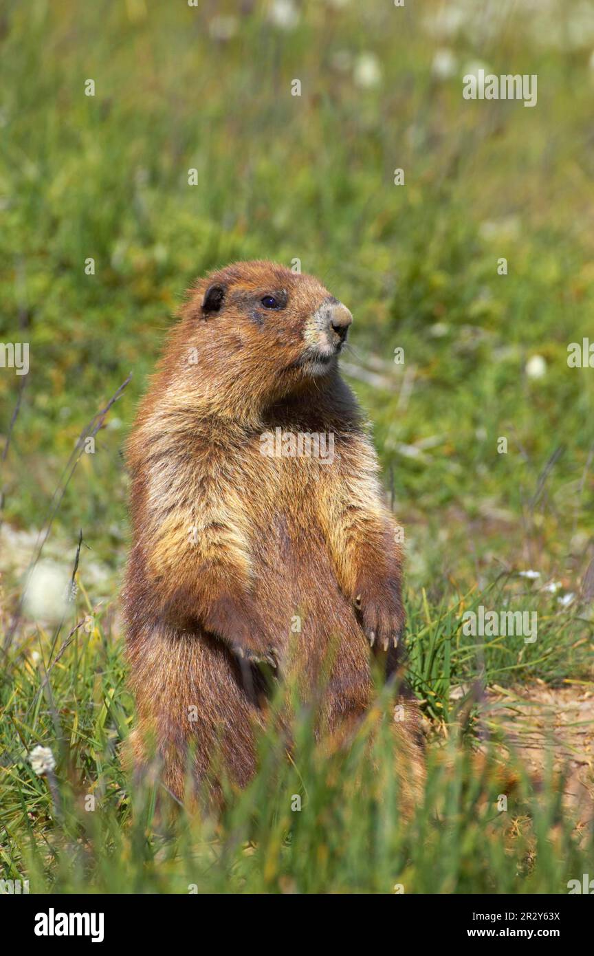 Olympic marmot (Marmota olympus), Olympic marmots, rodents, mammals ...