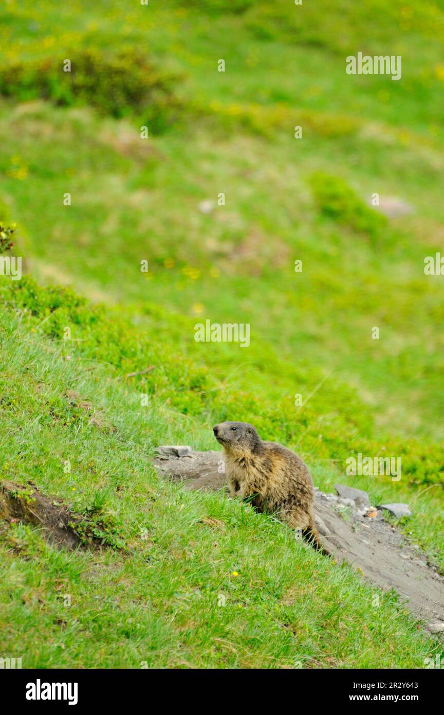 Alpine marmot, alpine marmots (Marmota marmota), marmot, marmots ...