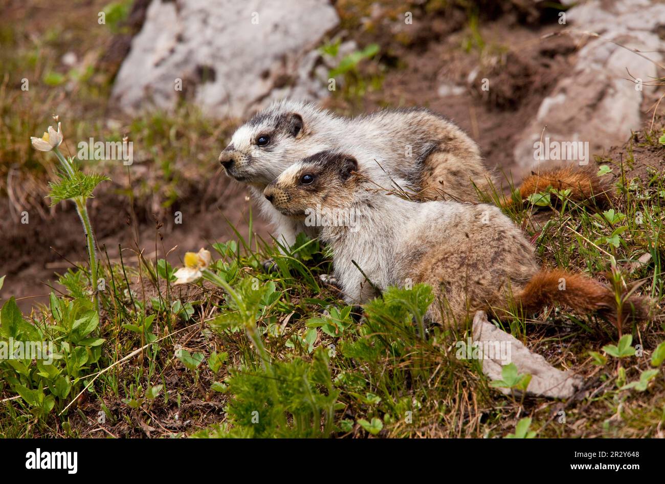 Hoary Marmot (Marmota caligata) two adults, standing amongst ...