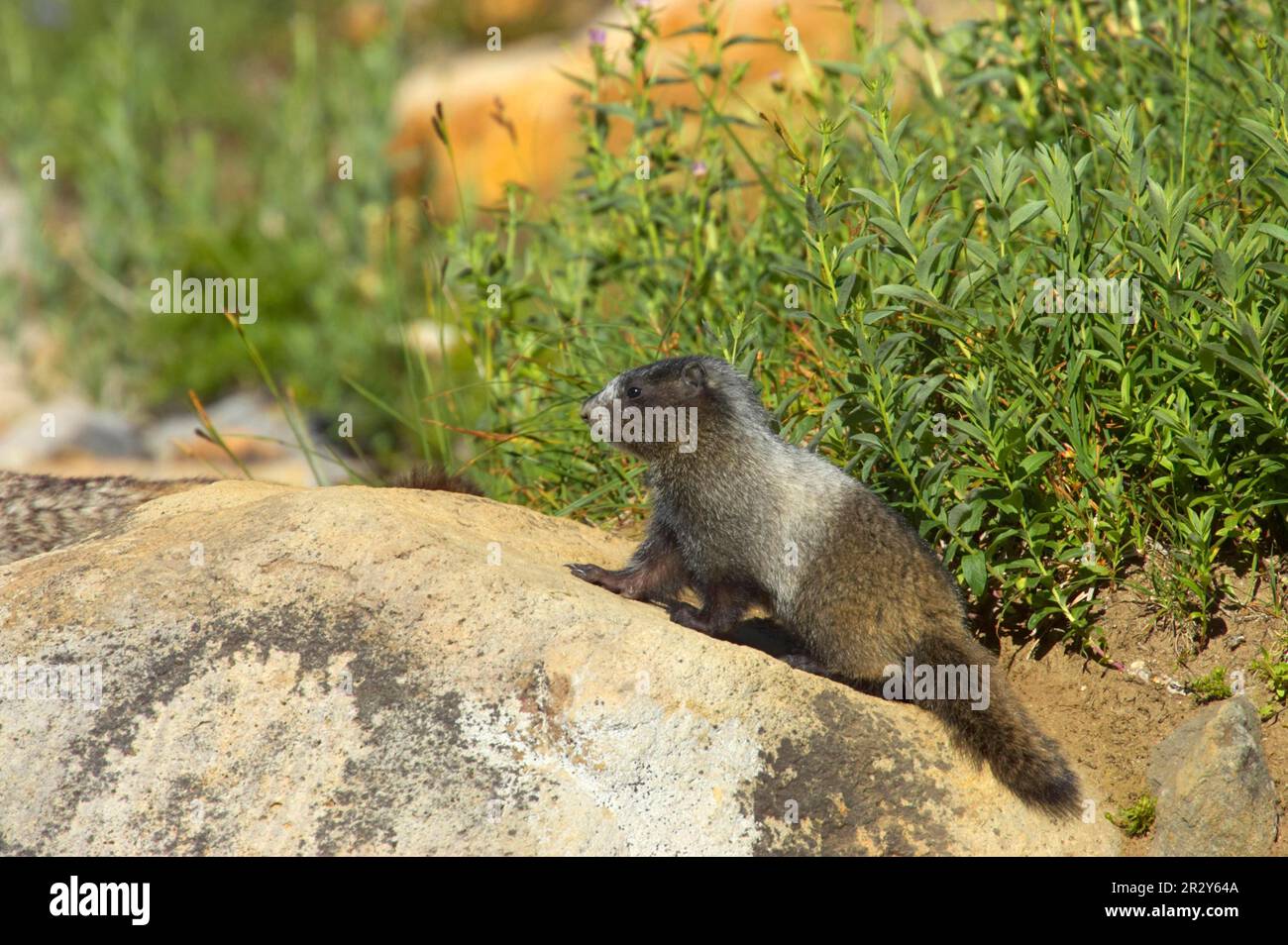 Hoary marmot (Marmota caligata), Ice grey marmots, marmots, marmosets ...
