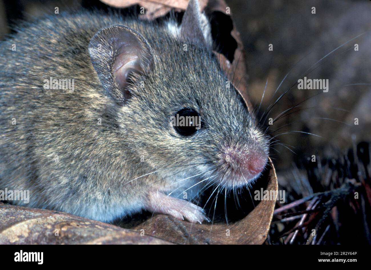 Sylvaemus sylvaticus, wood mouse (Apodemus sylvaticus), wood mice, mice ...