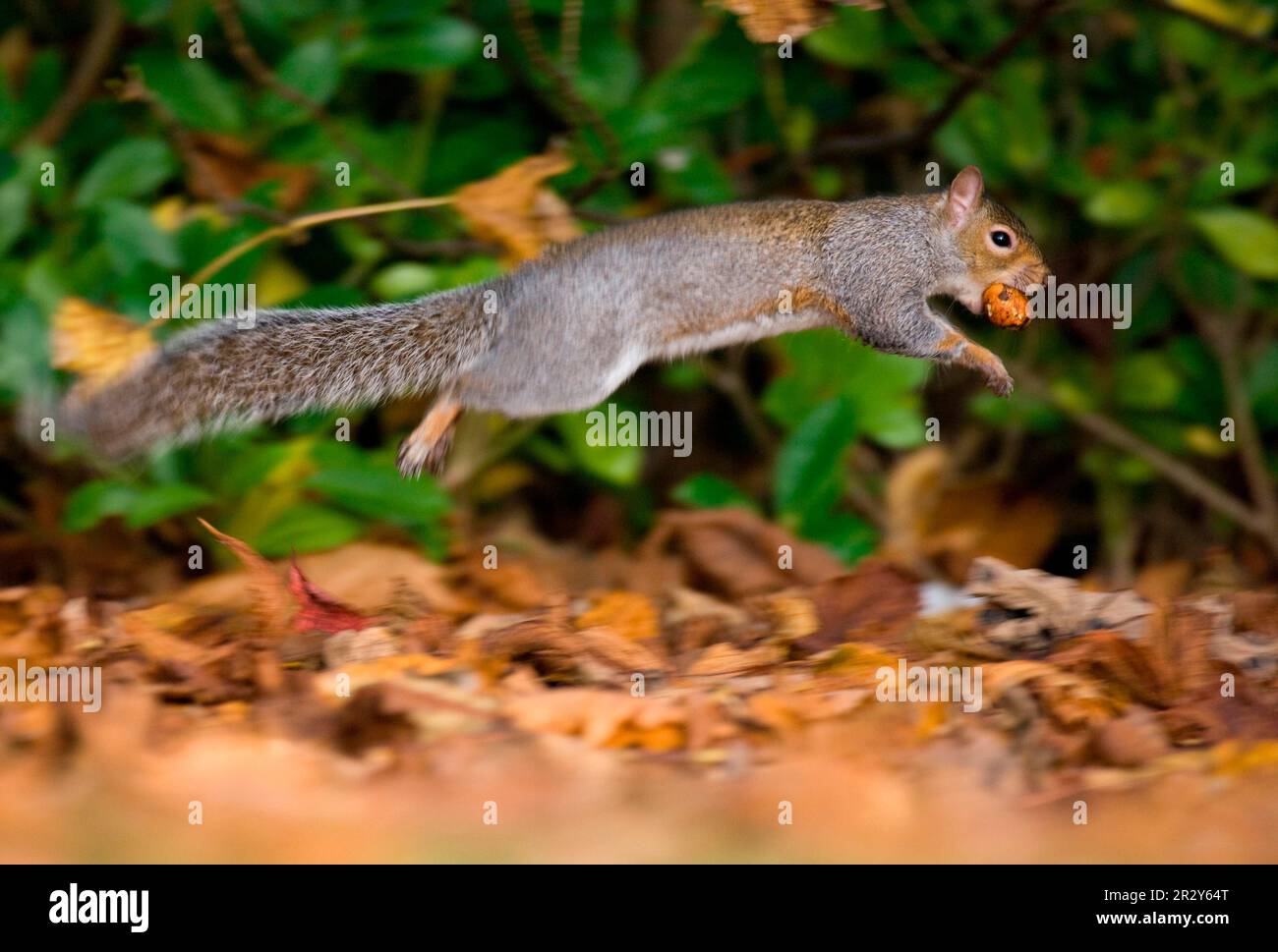 Eastern eastern gray squirrel (Sciurus carolinensis) introduced species ...
