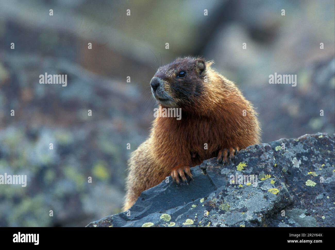 Yellow-bellied marmot (Marmota flaviventris), Yellow-bellied Marmot ...