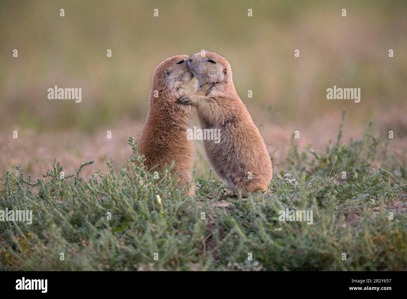 Black-tailed prairie dog, black-tailed prairie dogs (Cynomys ...