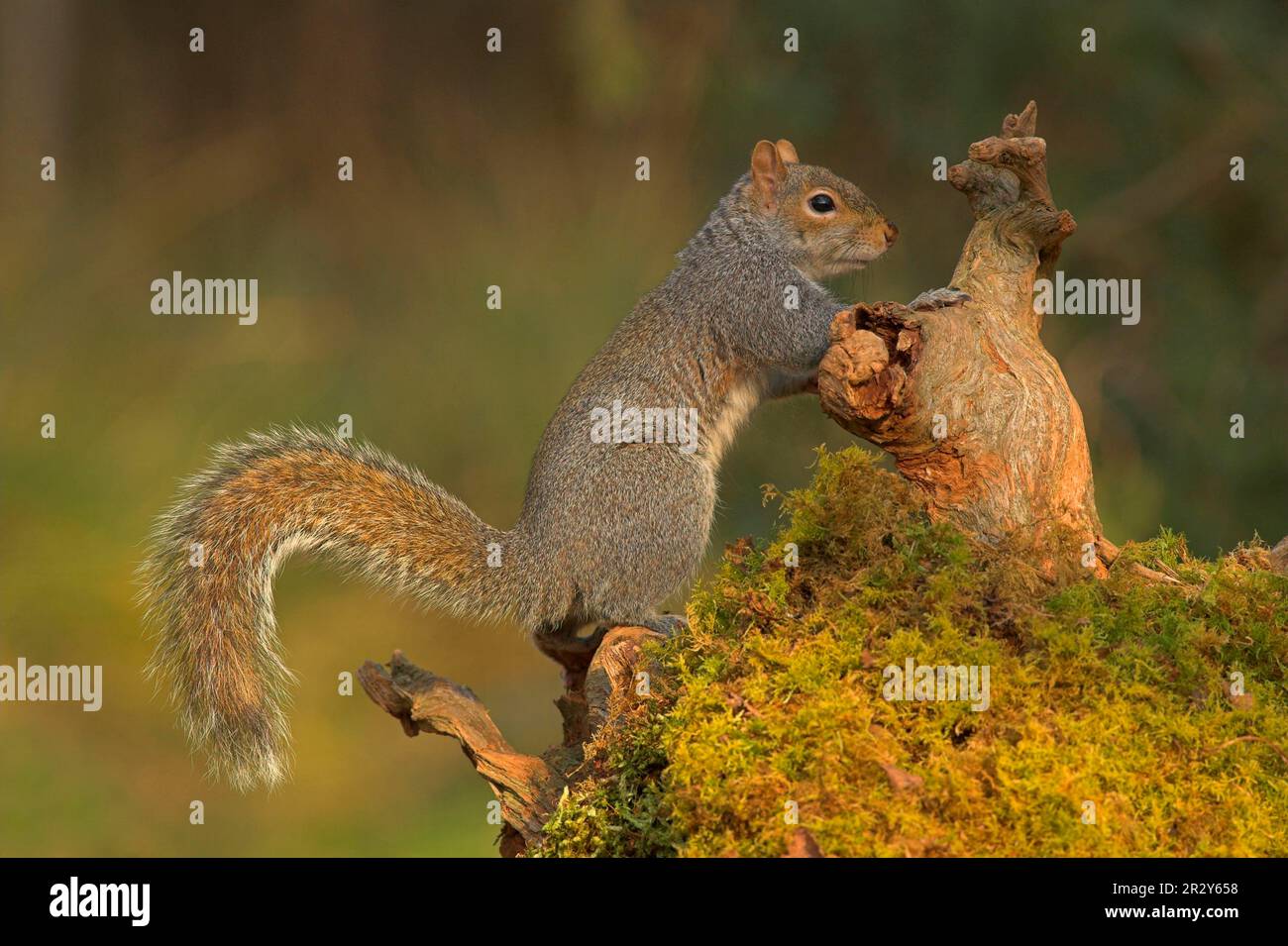 Eastern gray squirrel (Sciurus carolinensis), rodents, mammals, animals ...