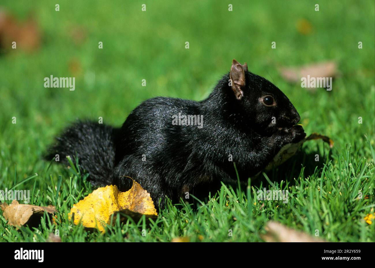 Eastern gray squirrel (Sciurus carolinensis), Rodents, Mammals, Animals ...