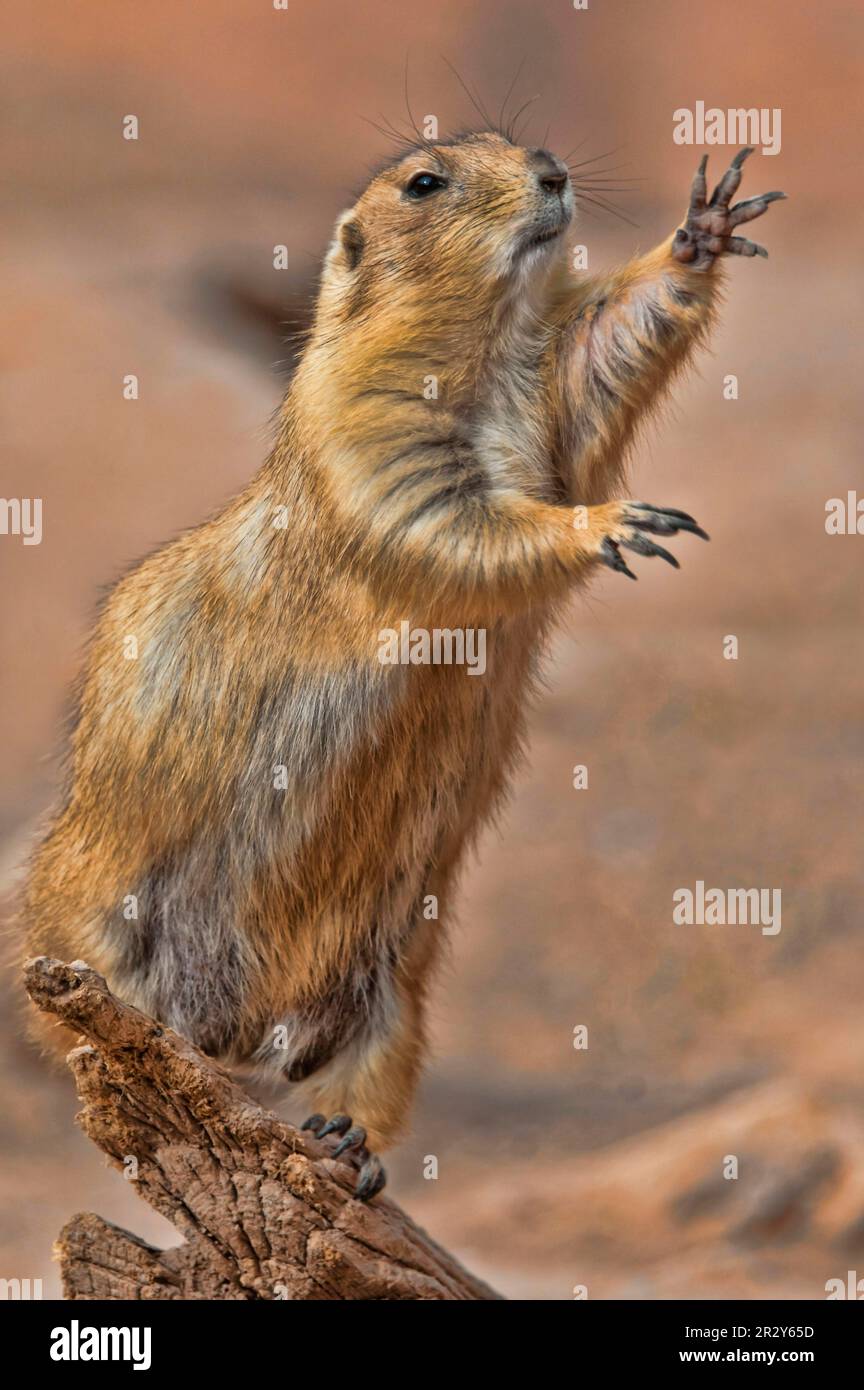Black-tailed prairie dog, black-tailed prairie dogs (Cynomys ...