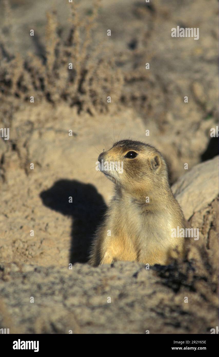 White-tailed prairie dog (Cynomys leucurus), White-tailed Prairie Dogs ...