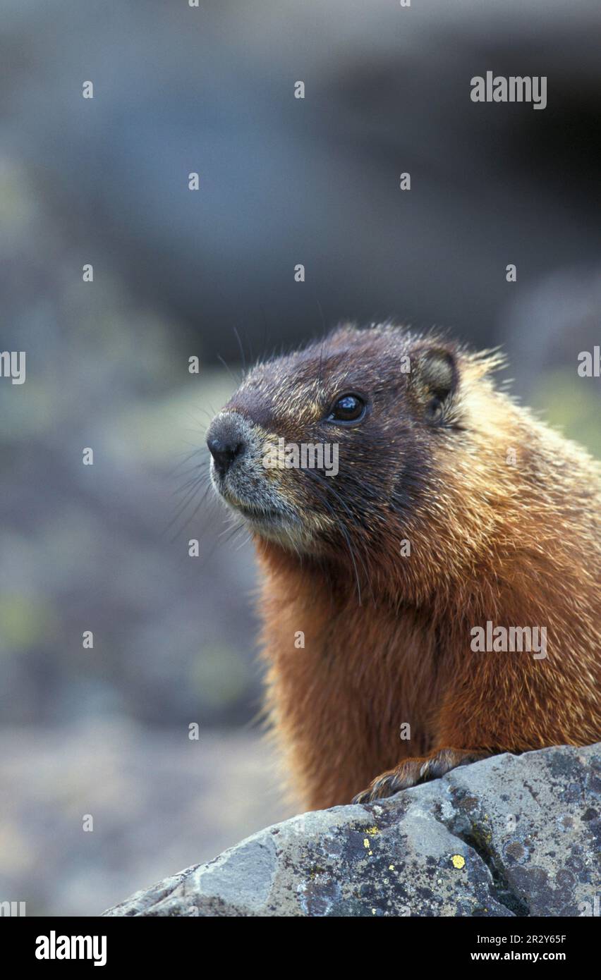 Yellow-bellied marmot (Marmota flaviventris), Yellow-bellied Marmot ...
