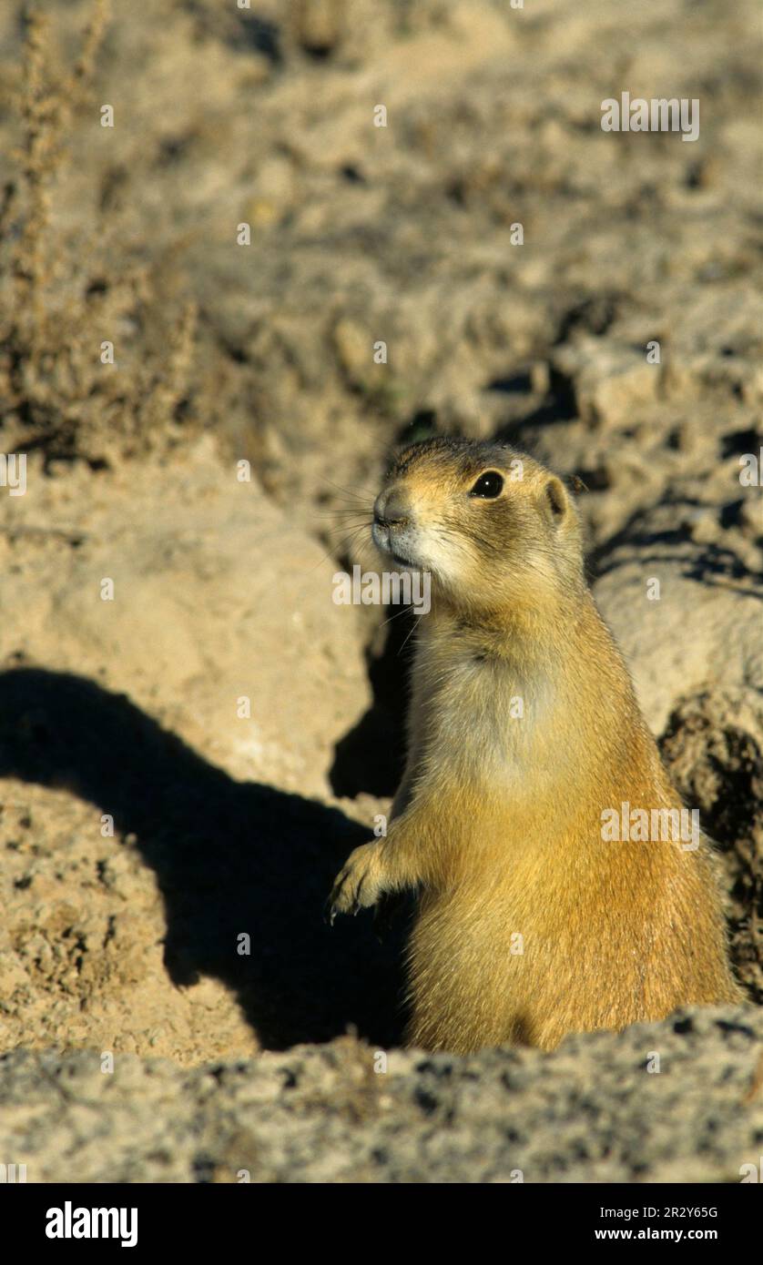 White-tailed prairie dog (Cynomys leucurus), White-tailed Prairie Dogs ...