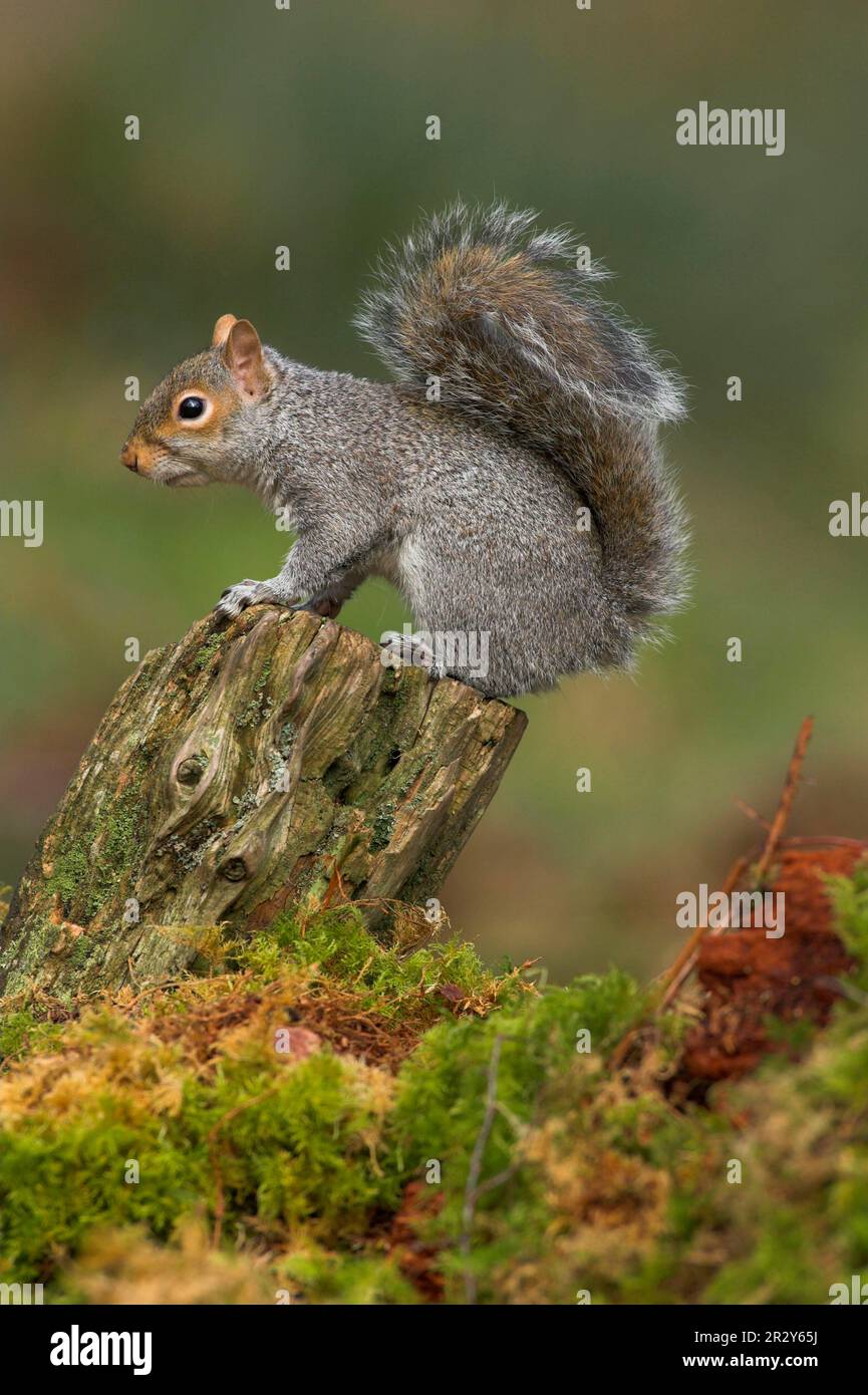 Eastern gray squirrel (Sciurus carolinensis), rodents, mammals, animals ...