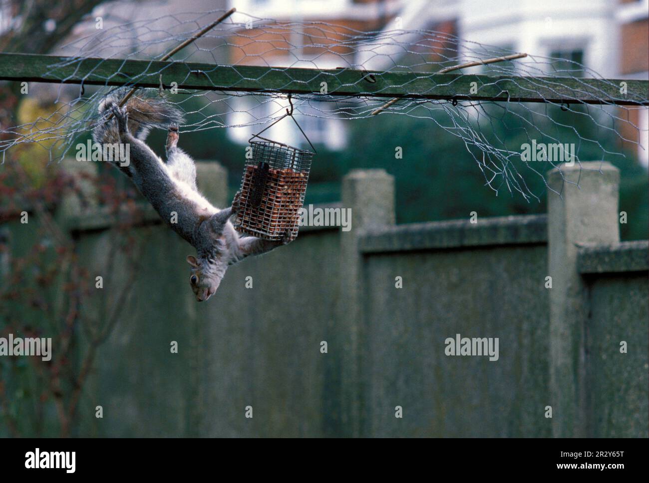 Eastern gray squirrel (Sciurus carolinensis), Rodents, Mammals, Animals ...