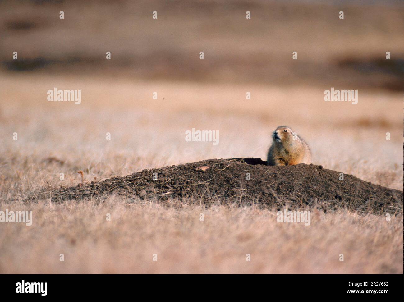 Black-tailed Prairie Dog, black-tailed prairie dogs (Cynomys ...