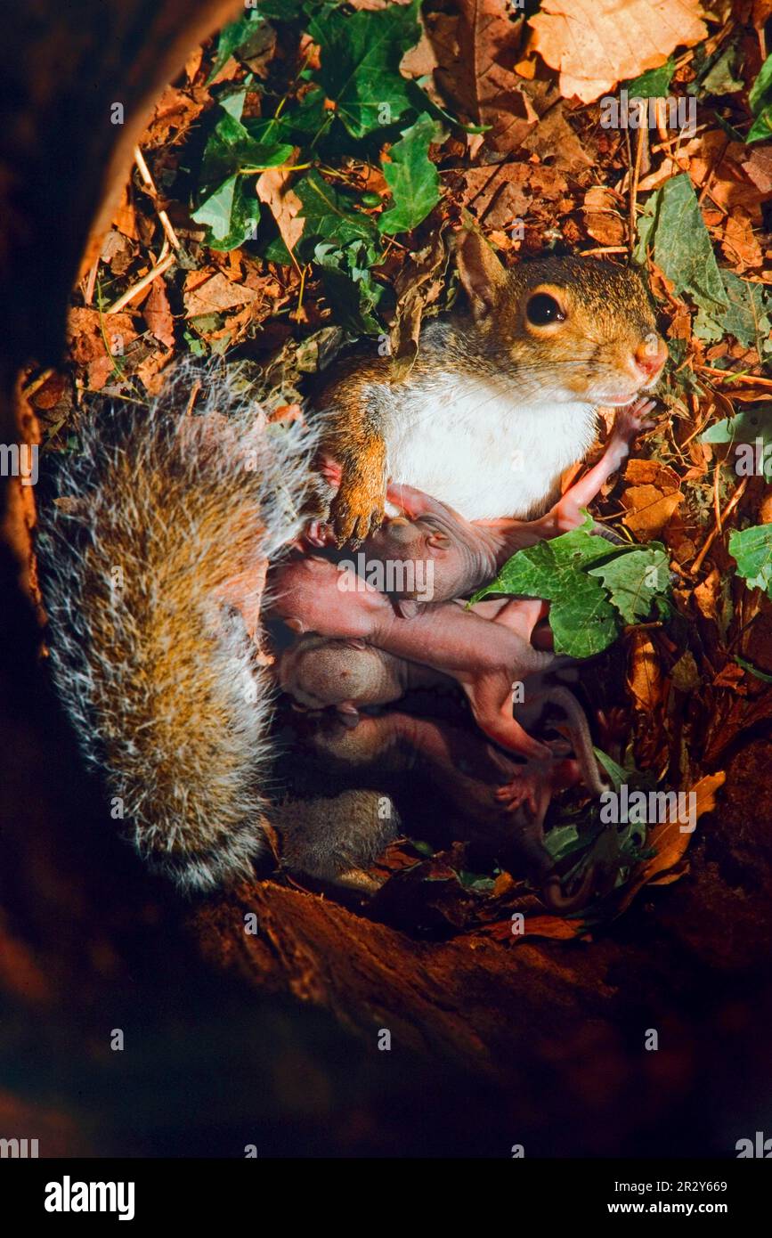 Eastern Grey Squirrel (Sciurus carolinensis) mother with newborn young ...