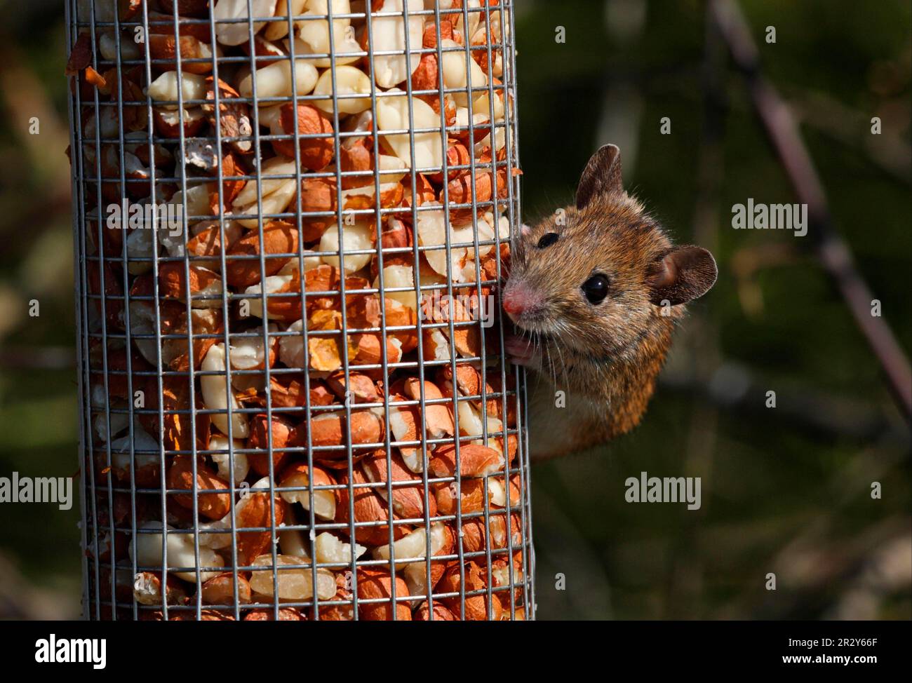 Sylvaemus sylvaticus, wood mouse (Apodemus sylvaticus), wood mice, mice ...