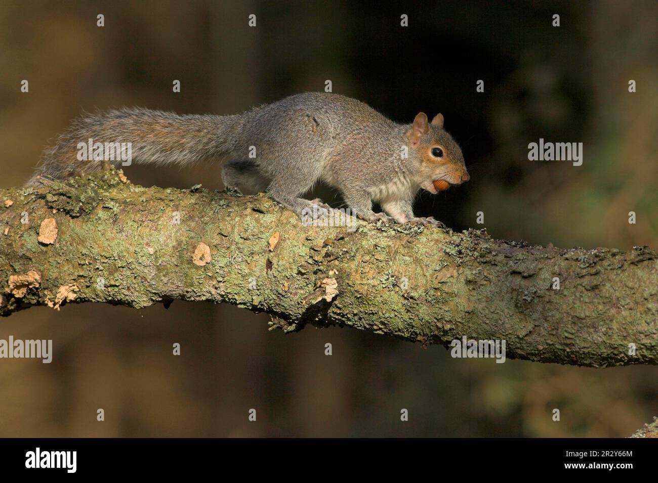 Eastern gray squirrel (Sciurus carolinensis), rodents, mammals, animals ...