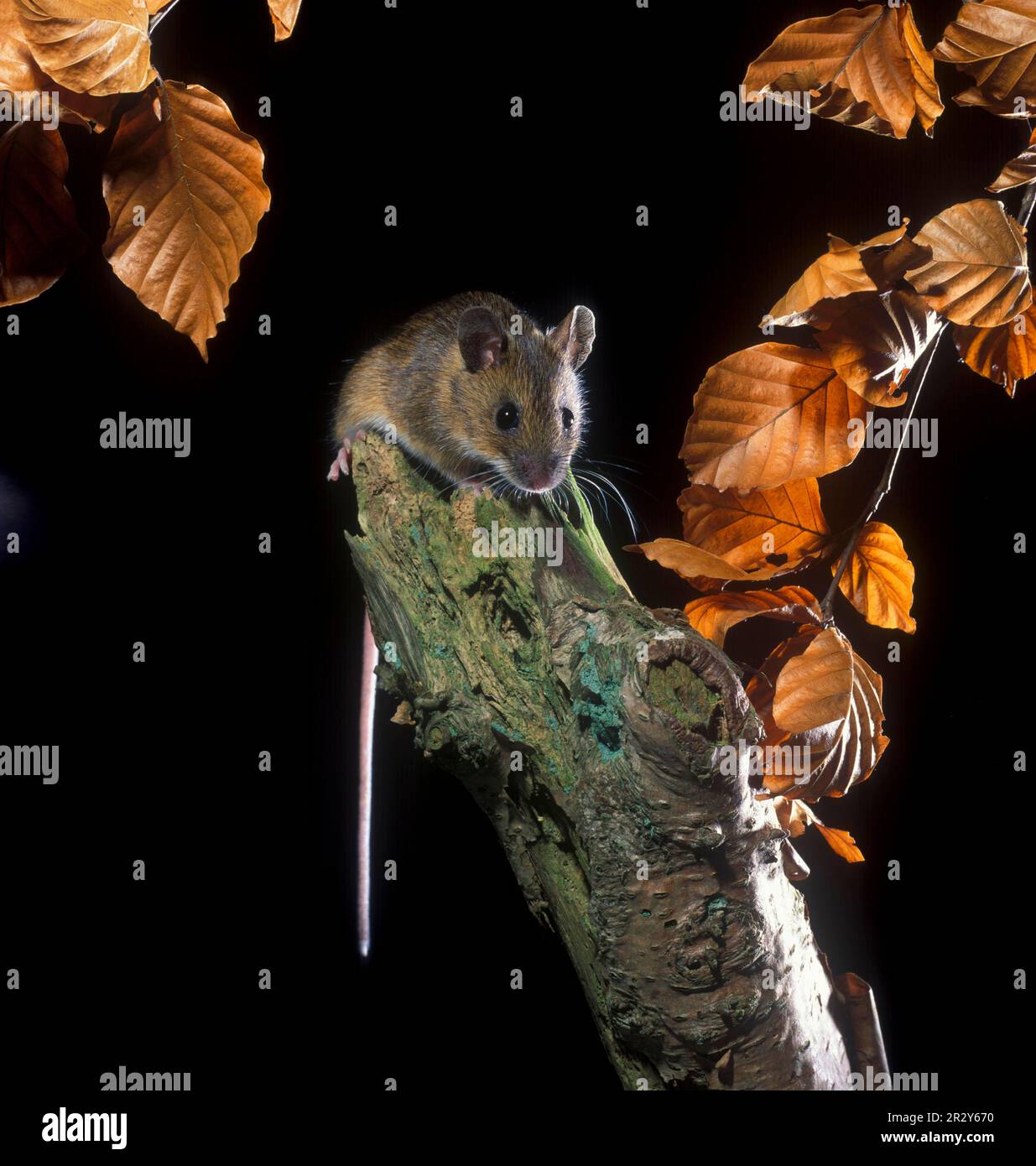 Broken mouse hi-res stock photography and images - Alamy