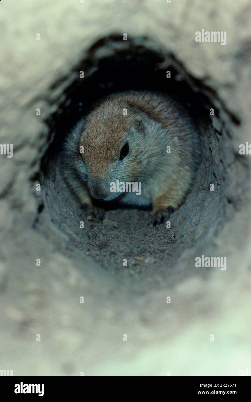 Prairie dog in burrow hi-res stock photography and images - Alamy