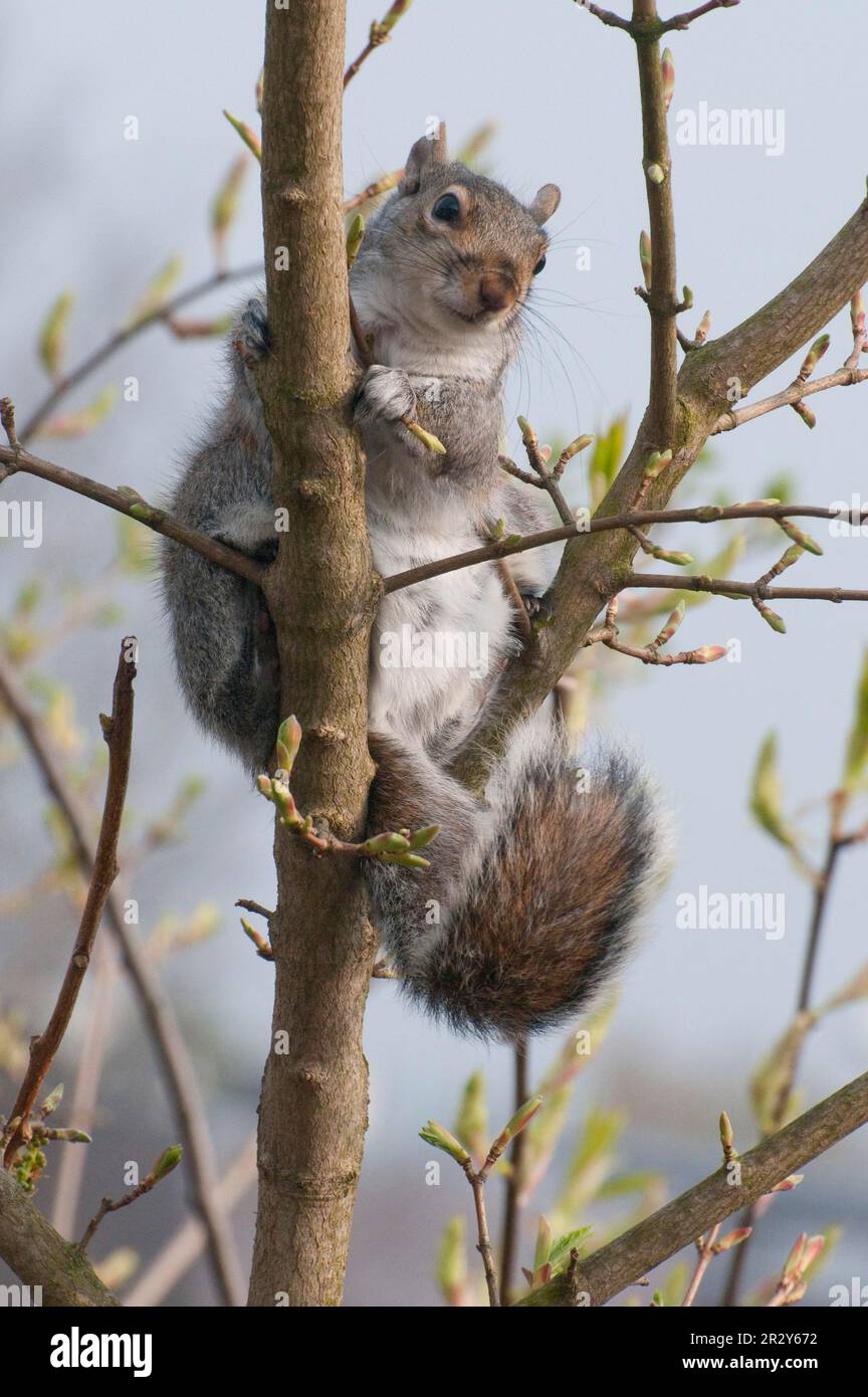 Eastern gray squirrel (Sciurus carolinensis), rodents, mammals, animals ...
