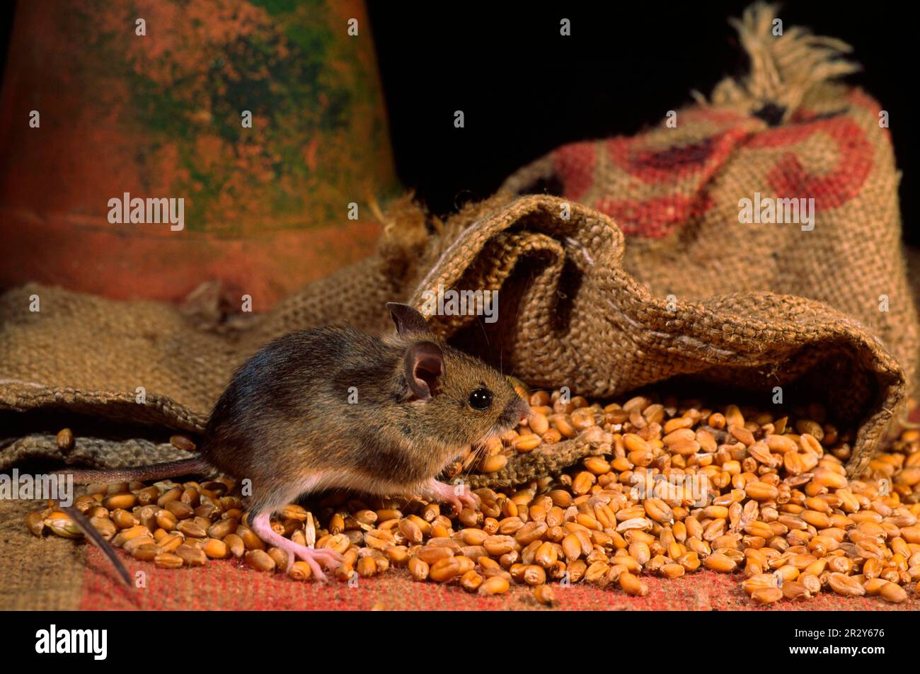 Sylvaemus sylvaticus, wood mouse (Apodemus sylvaticus), wood mice, wood ...