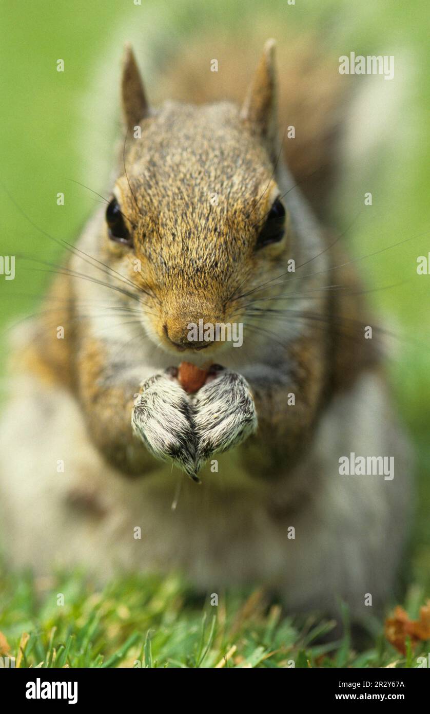 Eastern gray squirrel (Sciurus carolinensis), rodents, mammals, animals ...