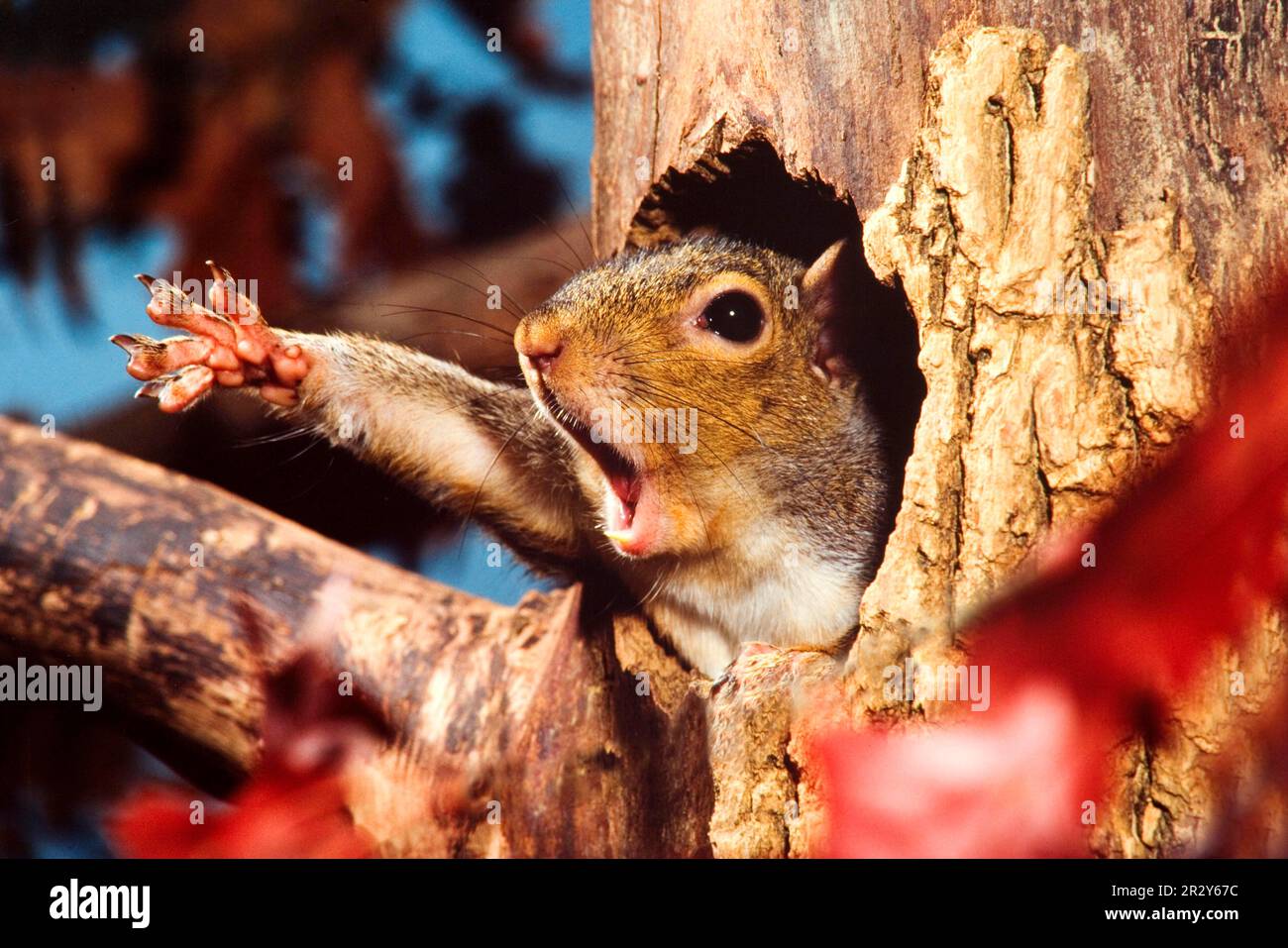 Eastern Grey Squirrel (Sciurus carolinensis) adult, yawning and ...