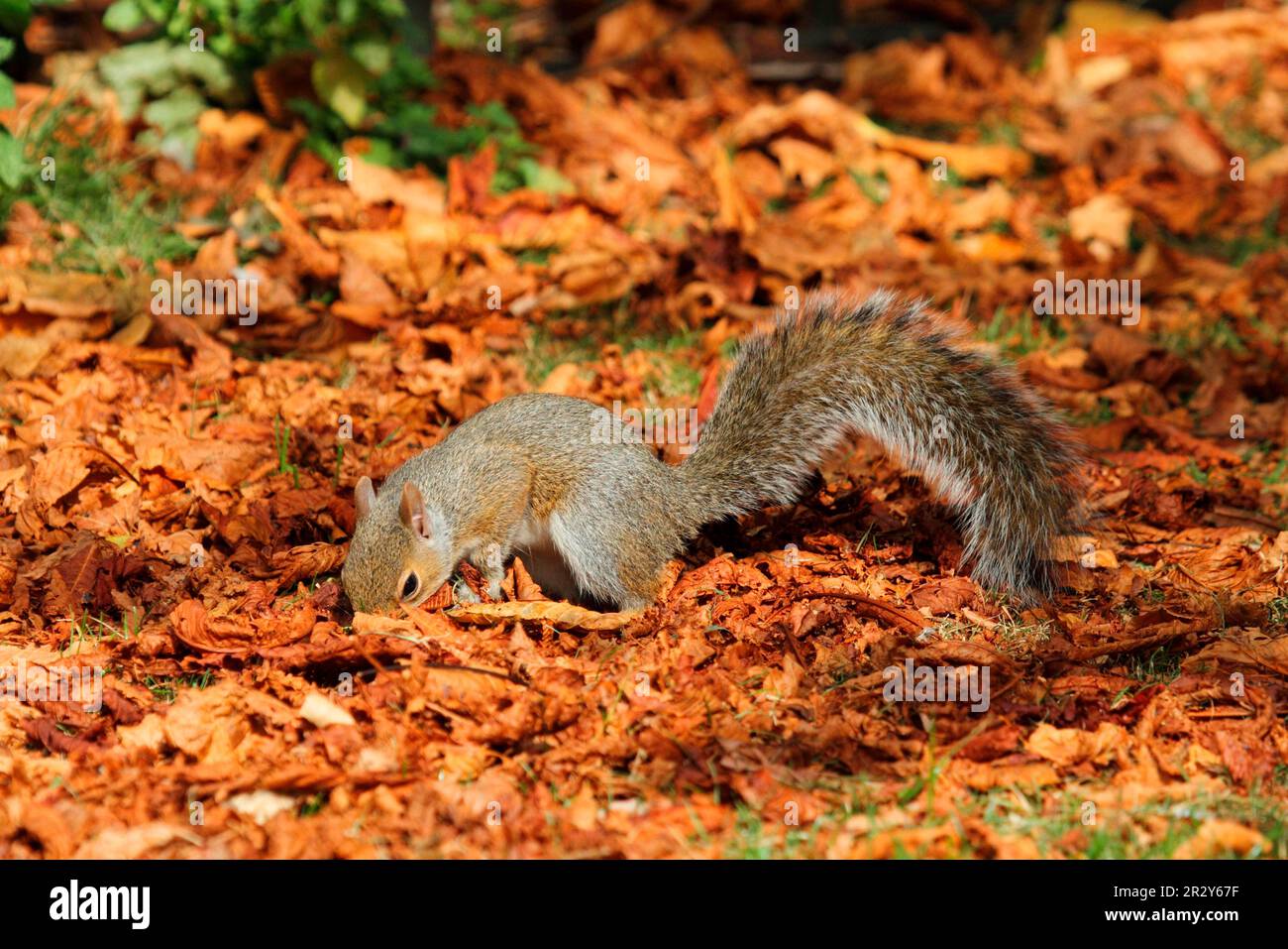The Eastern eastern gray squirrel (Sciurus carolinensis) introduced an ...