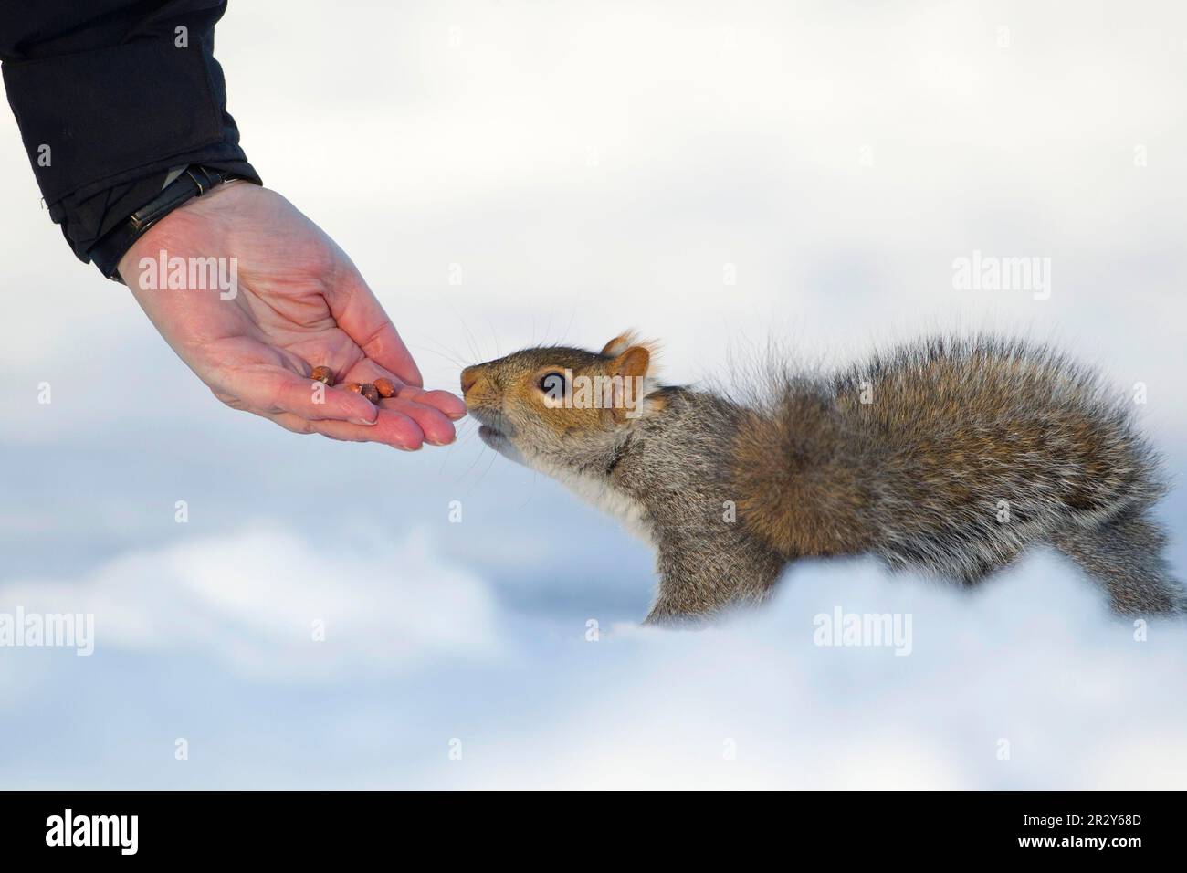 Eastern Grey Squirrel (Sciurus carolinensis) introduced species, adult ...