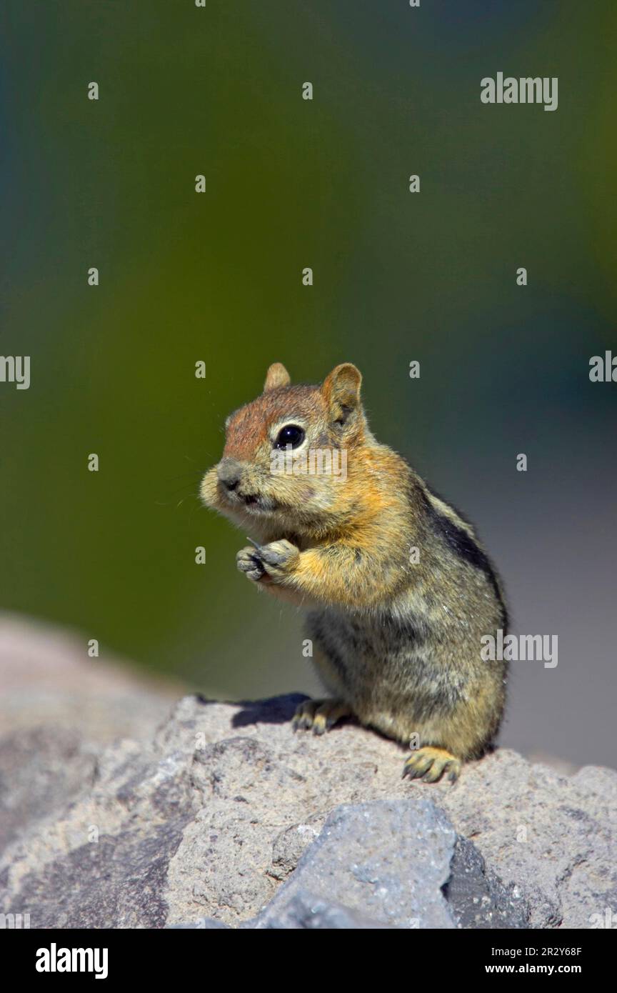 Cheek pouch hi-res stock photography and images - Alamy