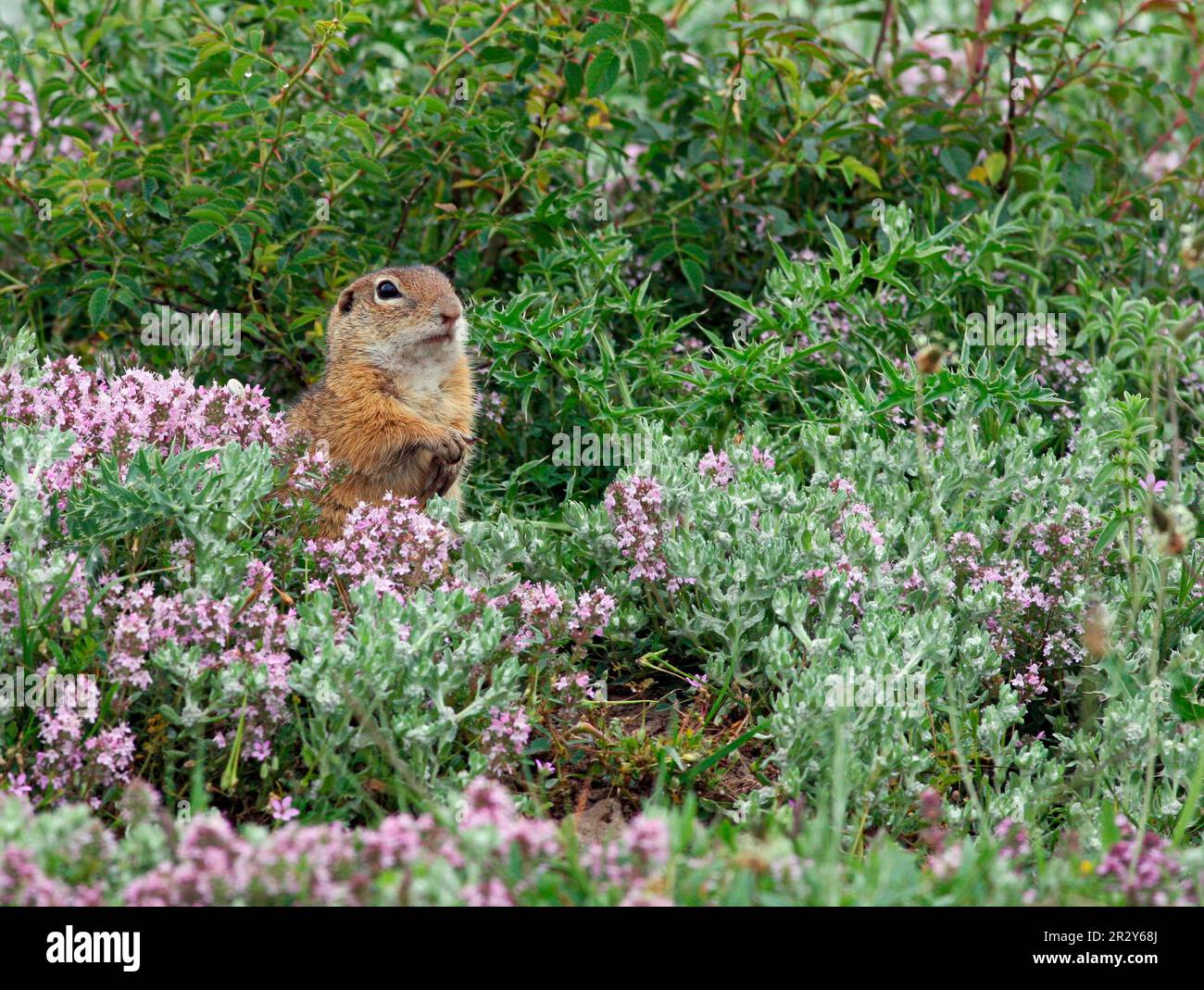 European european ground squirrel (Spermophilus citellus) adult, near ...