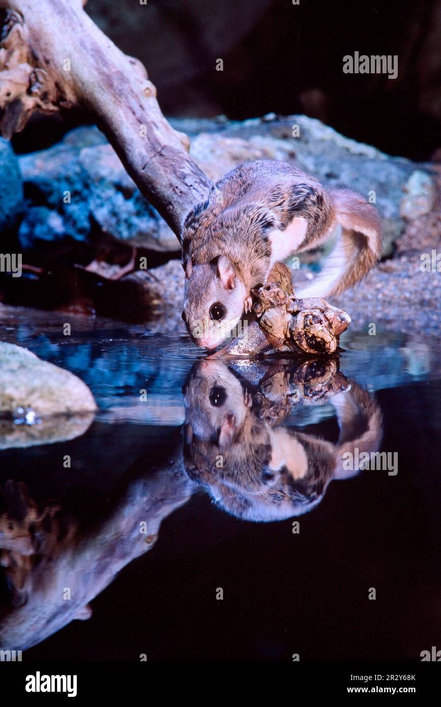 New world flying squirrel hi-res stock photography and images - Alamy