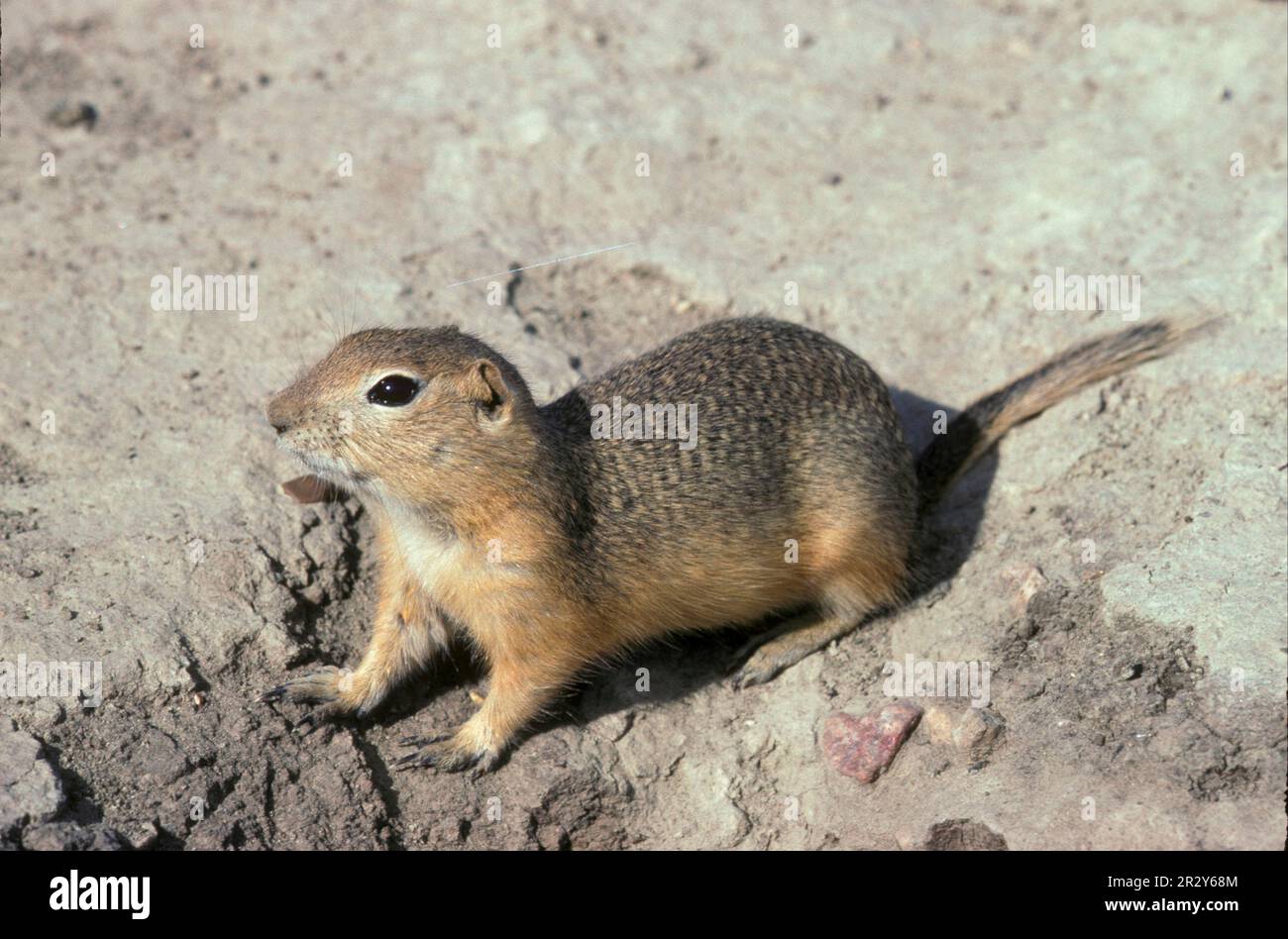 Adult Richardson ground squirrel (Spermophilus richardsonii), on ...