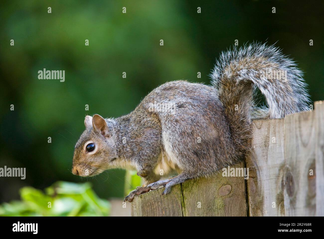 Eastern Grey Squirrel (Sciurus carolinensis) introduced species, adult ...