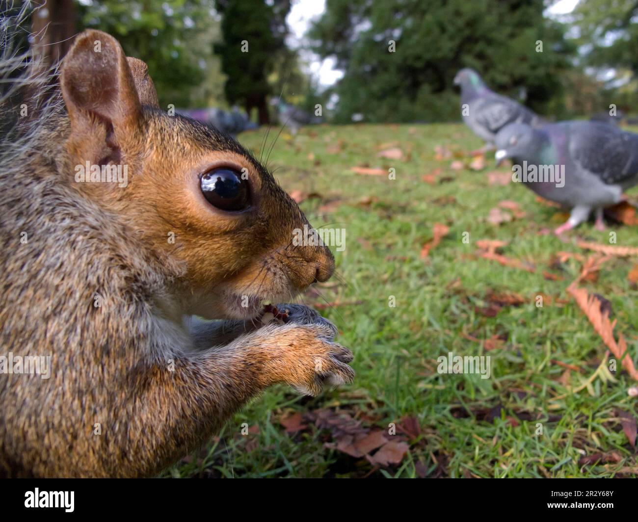 Eastern Grey Squirrel (Sciurus carolinensis) introduced species, adult ...