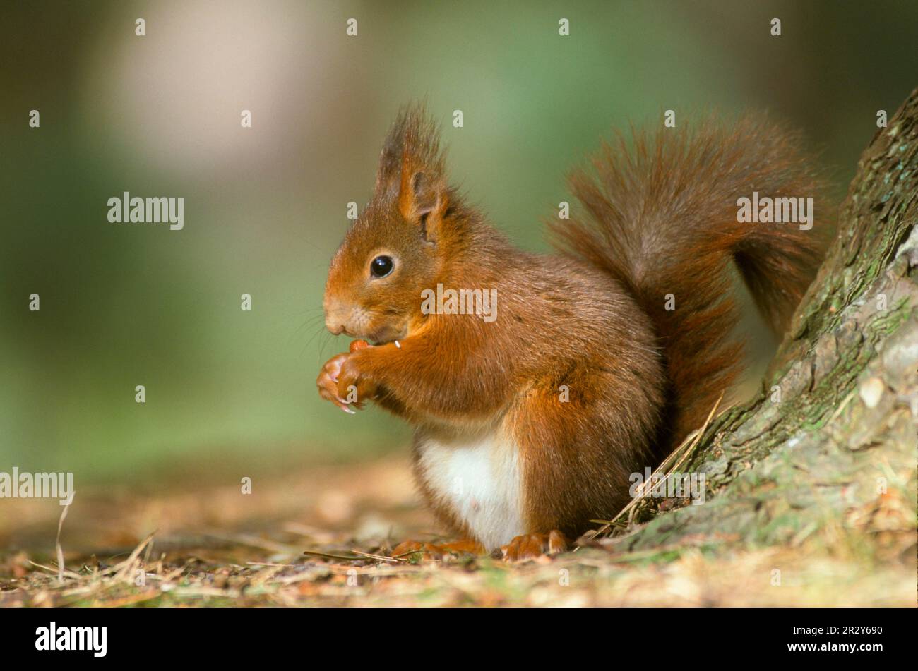Eurasian red squirrel (Sciurus vulgaris), Squirrels, Rodents, Mammals ...