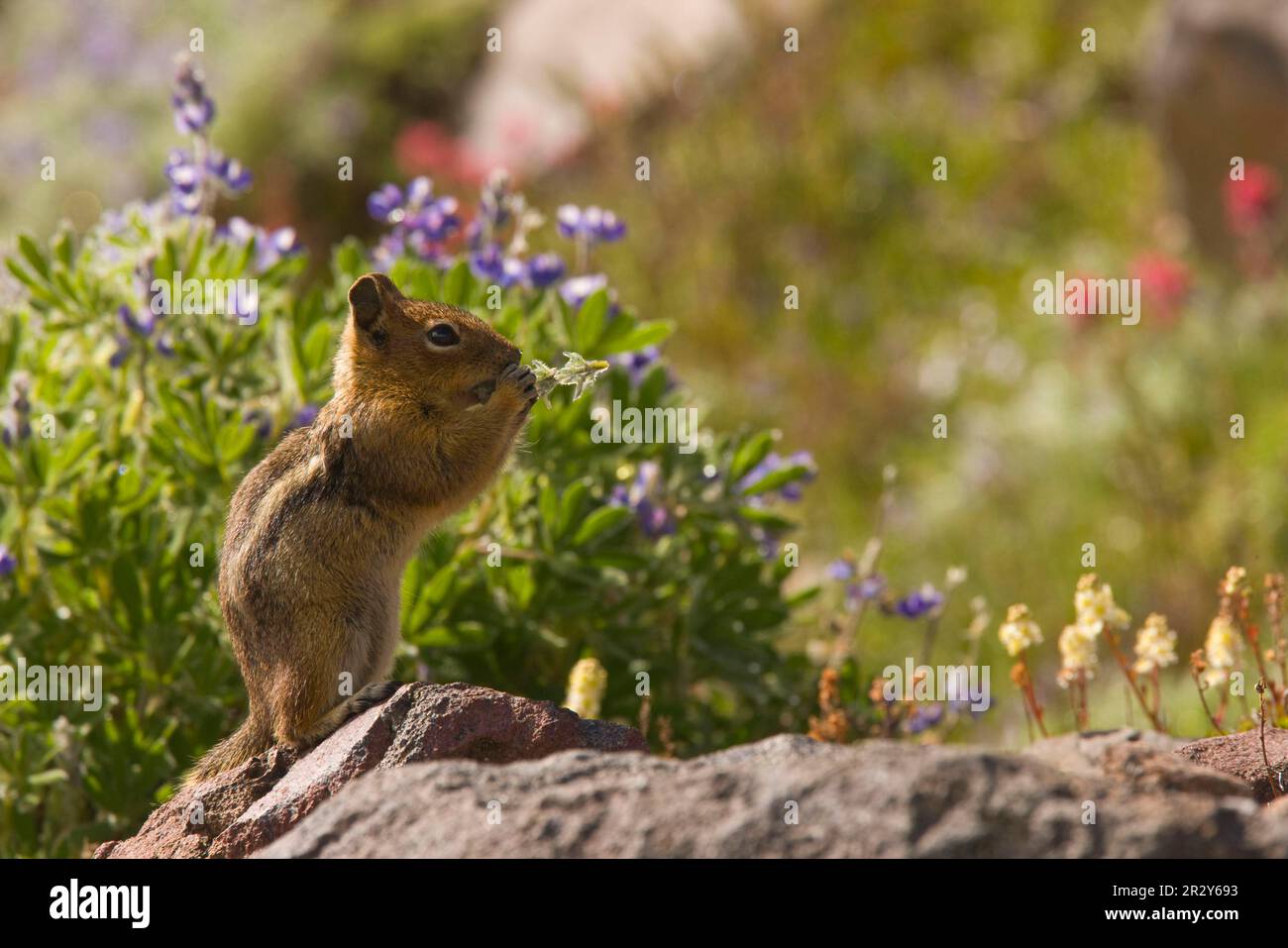 Golden-mantled Ground Squirrel (Spermophilus lateralis) adult, feeding ...